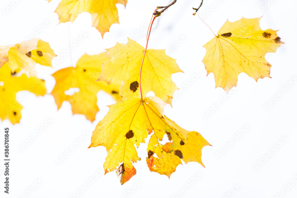 Foto de Sick yellow maple leaf. Aphids on foliage. Damaged plant leaves ...