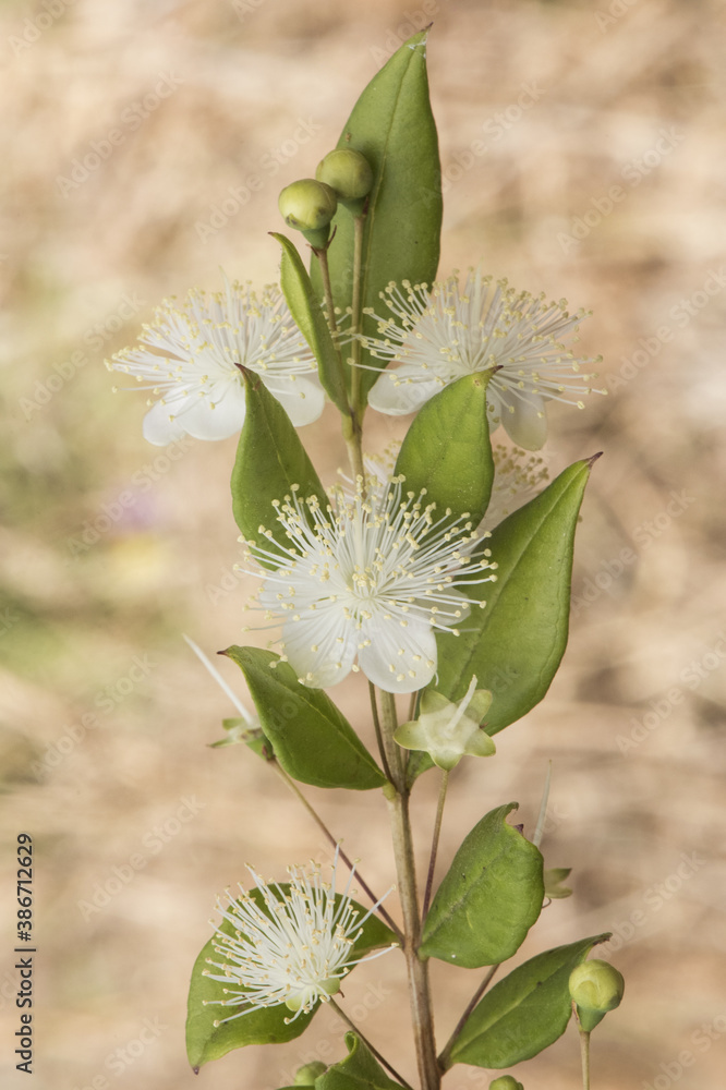 Myrtus communis myrtle shrub with green leaves and beautiful white ...