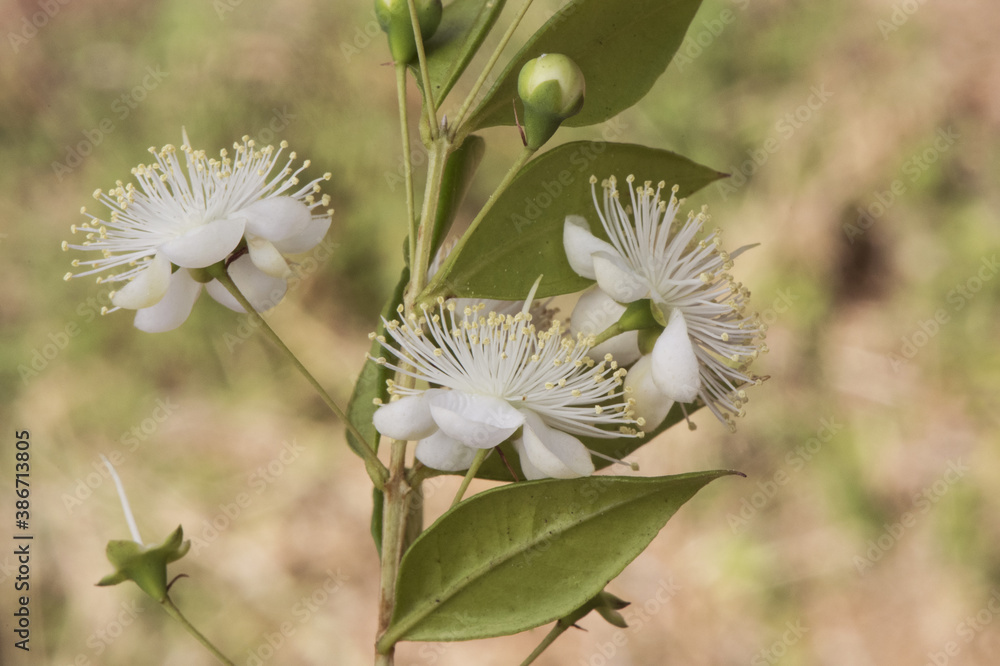 Myrtus communis myrtle shrub with green leaves and beautiful white ...