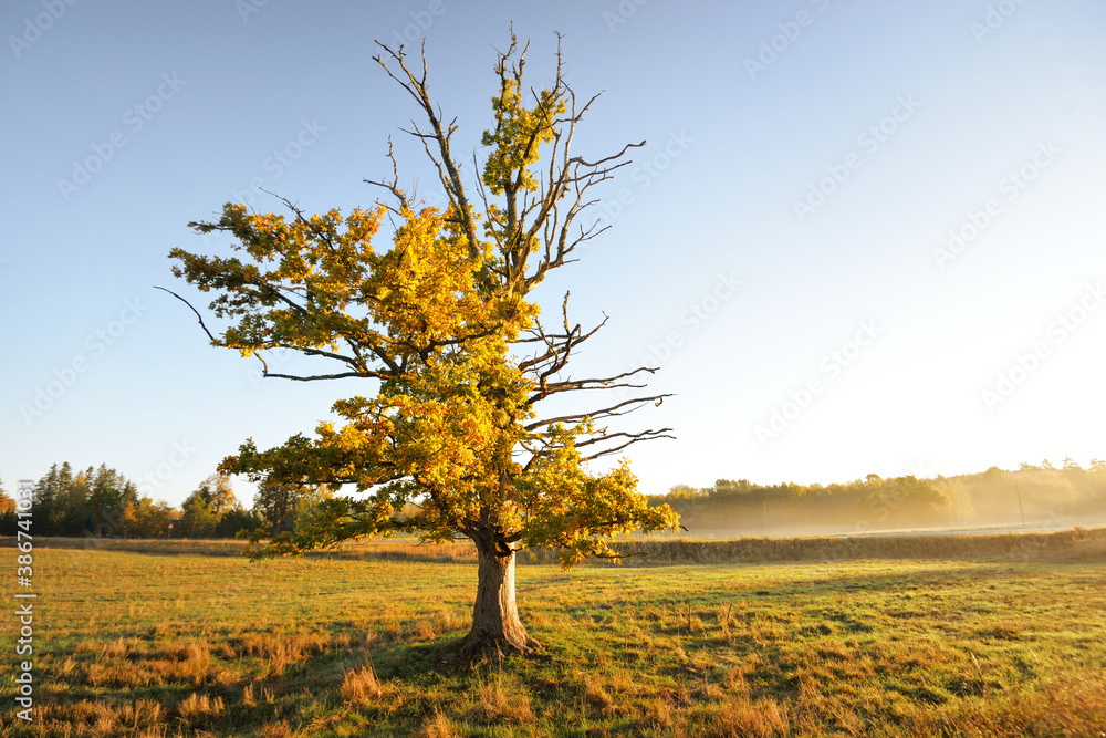 Ancient half dead, half living mighty golden oak tree at sunrise, close ...