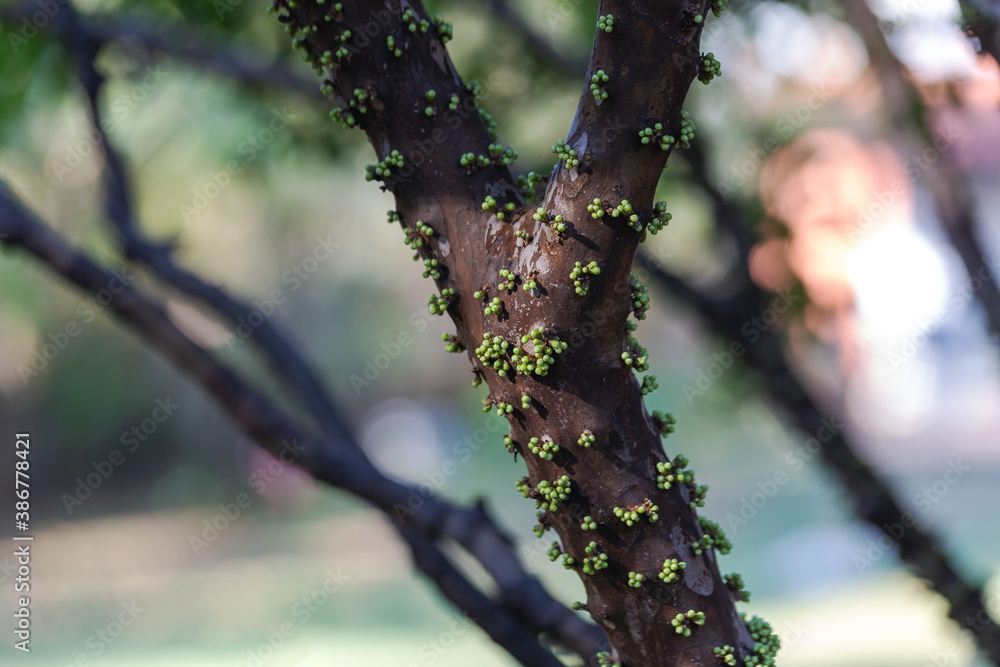 The fruit of the jaboticaba growing on the tree trunk. Jabuticaba is ...