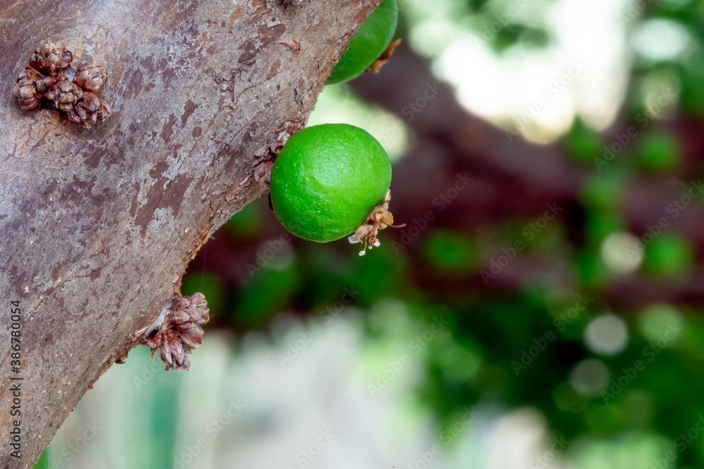 The young fruit of the jaboticaba growing on the tree trunk. Jabuticaba ...