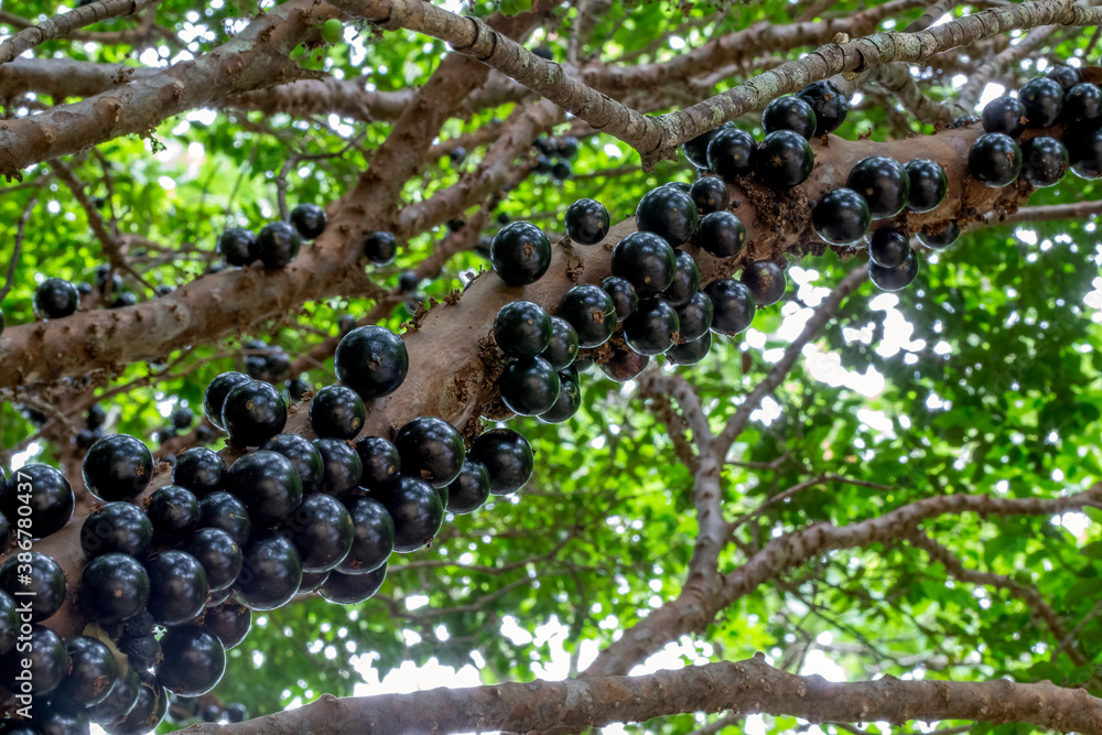 Jabuticaba in the tree ready to be harvested. Jaboticaba is the native ...
