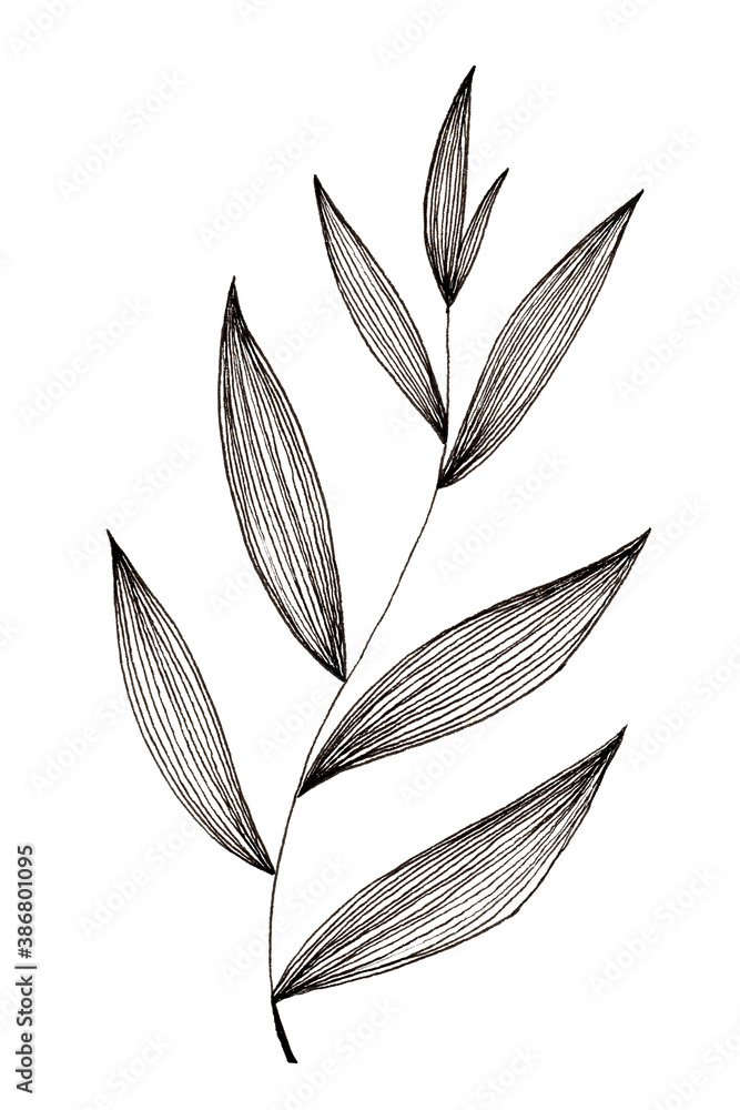 Hand drawn illustration of simple leaf and foliage branch isolated on ...