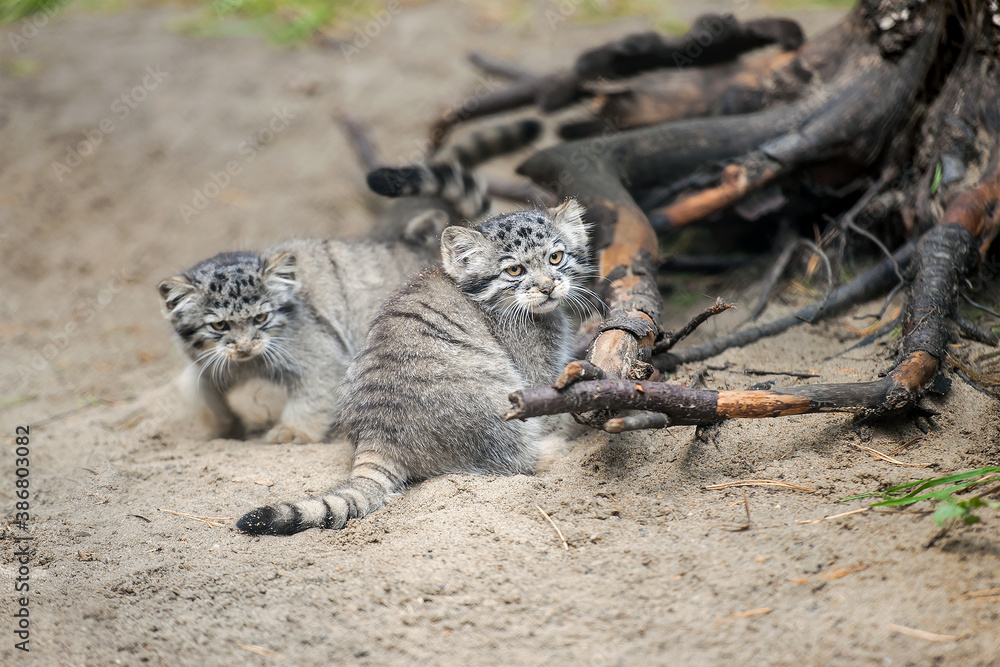 Pallas's cat (Otocolobus manul). Manul is living in the grasslands and ...