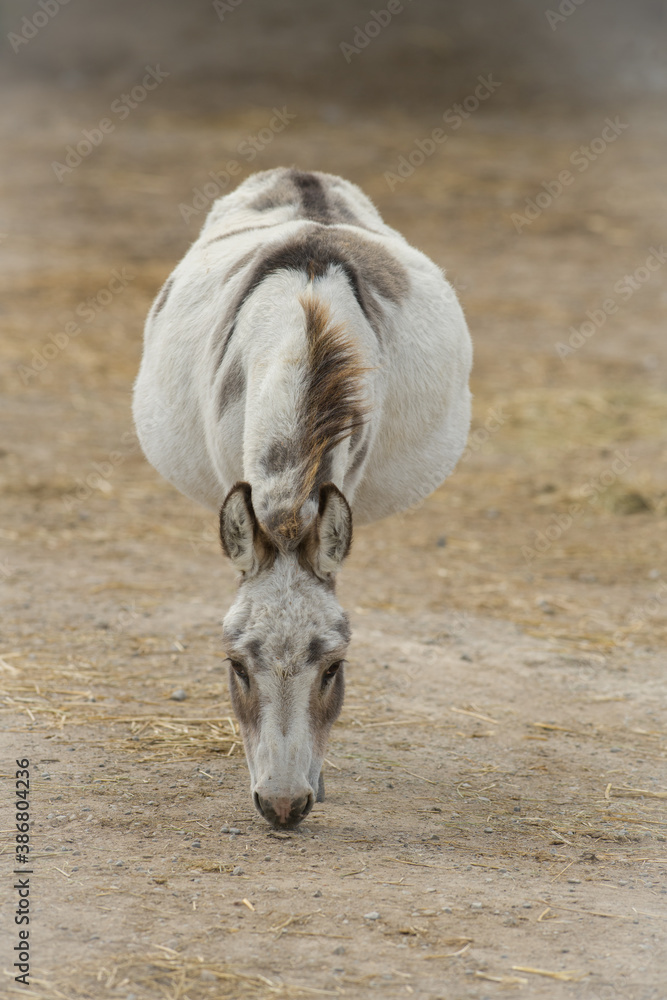 donkey brown and white farm animal looking looks like no legs long ears ...
