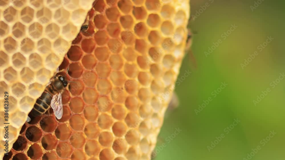 Honeycomb grid from up close with wild Apis Mellifera Carnica or ...