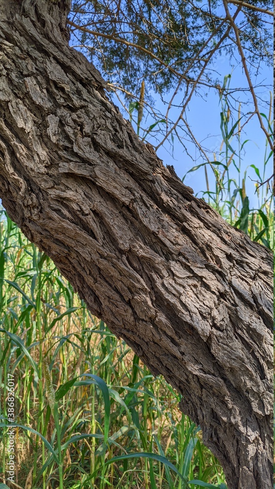 Old khejari or prosopis cineraria tree trunk detail texture as natural ...