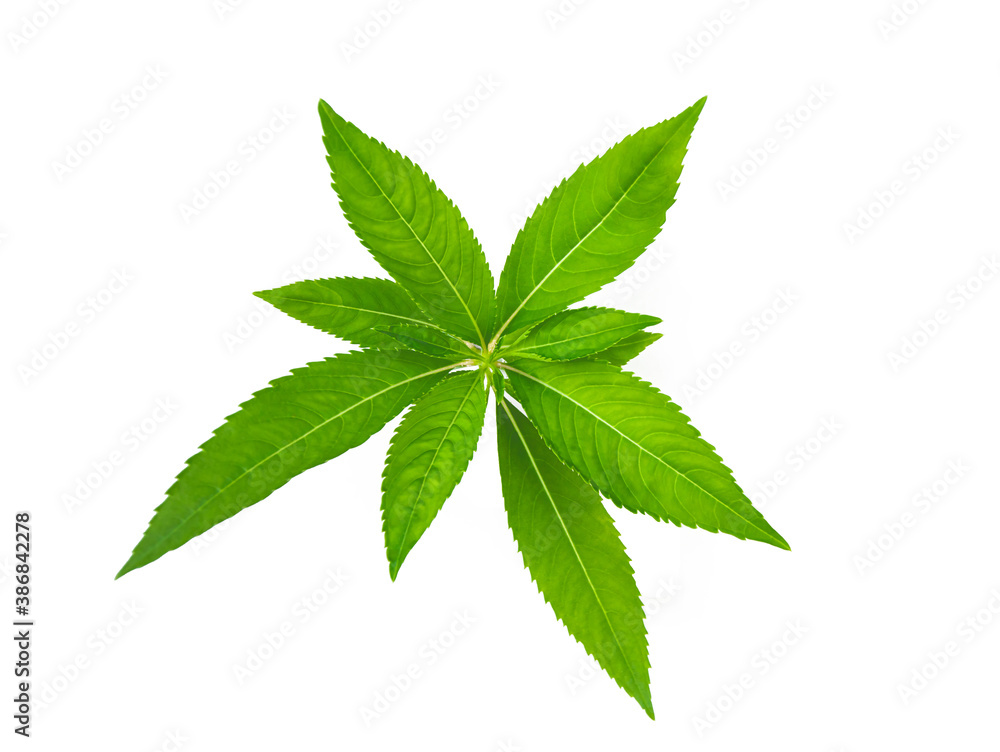 Young shoots of the leaf, that look like a lob isolated, on white ...