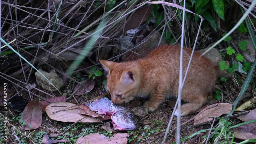 Feral Cat looks around and continues to gnaw on a Tilapia fish as it is ...