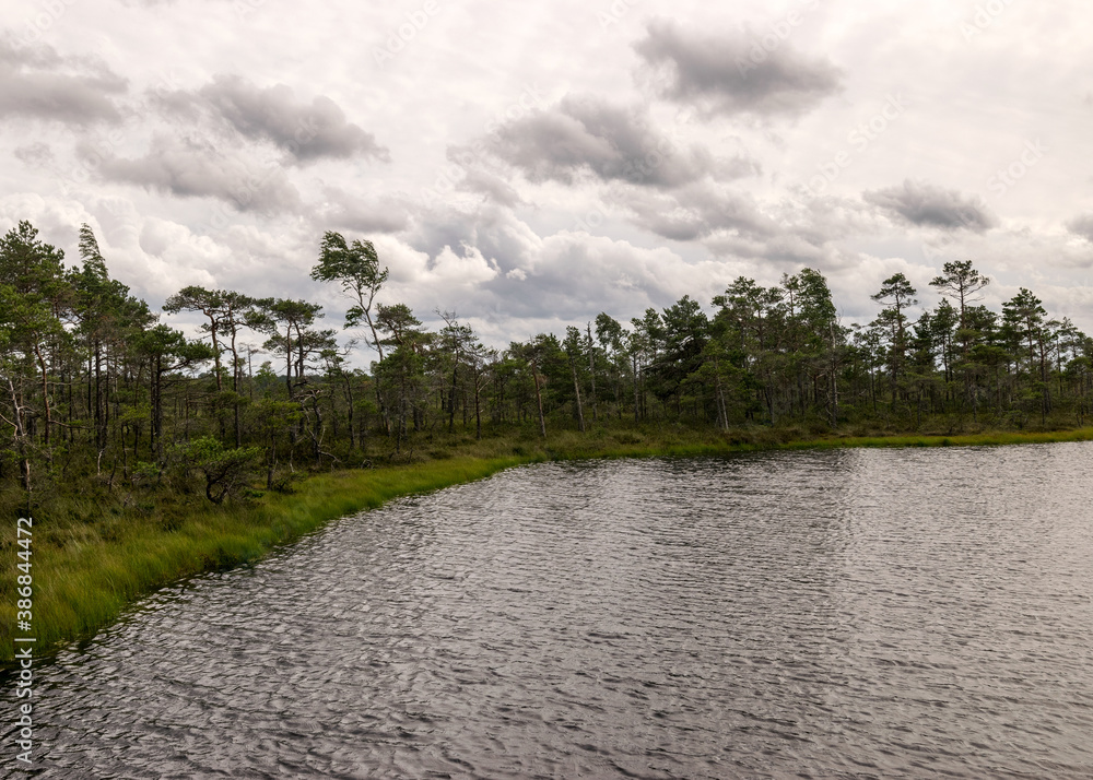 windy summer landscape from swamp lake, wind and turbulence of lake ...