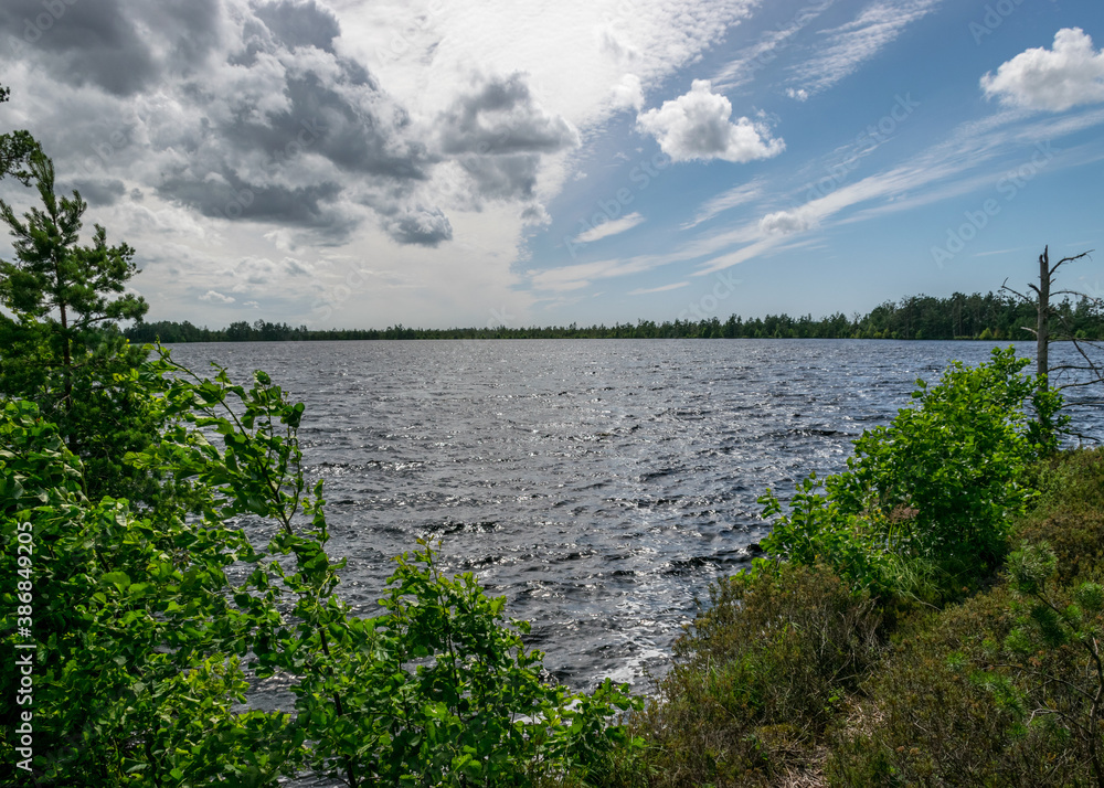 windy landscape with a swamp lake, the lake water ripples and trees ...