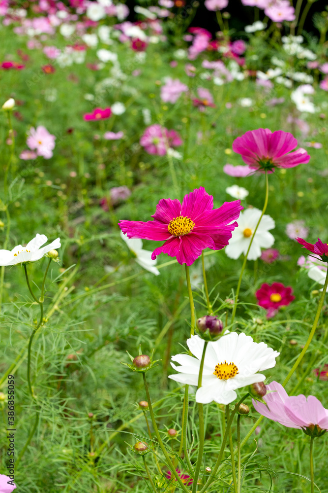 Full blooming of cosmos (Cosmos bipinnatus) in Japan in autumn Stock ...