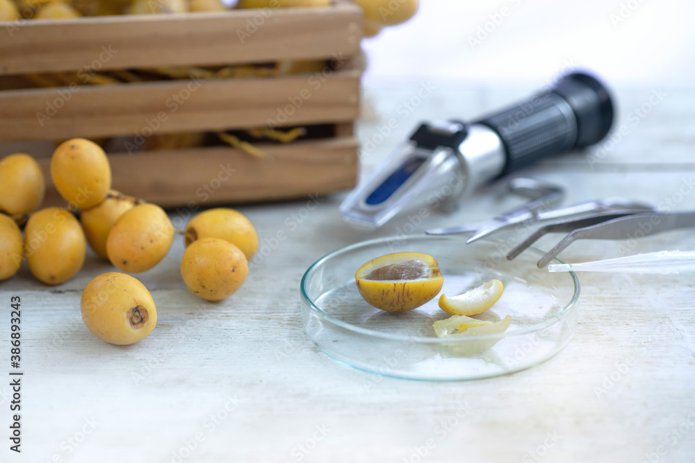 Date palm fruit and Brix refractometer equipment for quality monitoring ...
