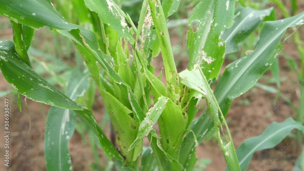 Small corn that has been destroyed or eaten by worms, Corn leaf damage ...
