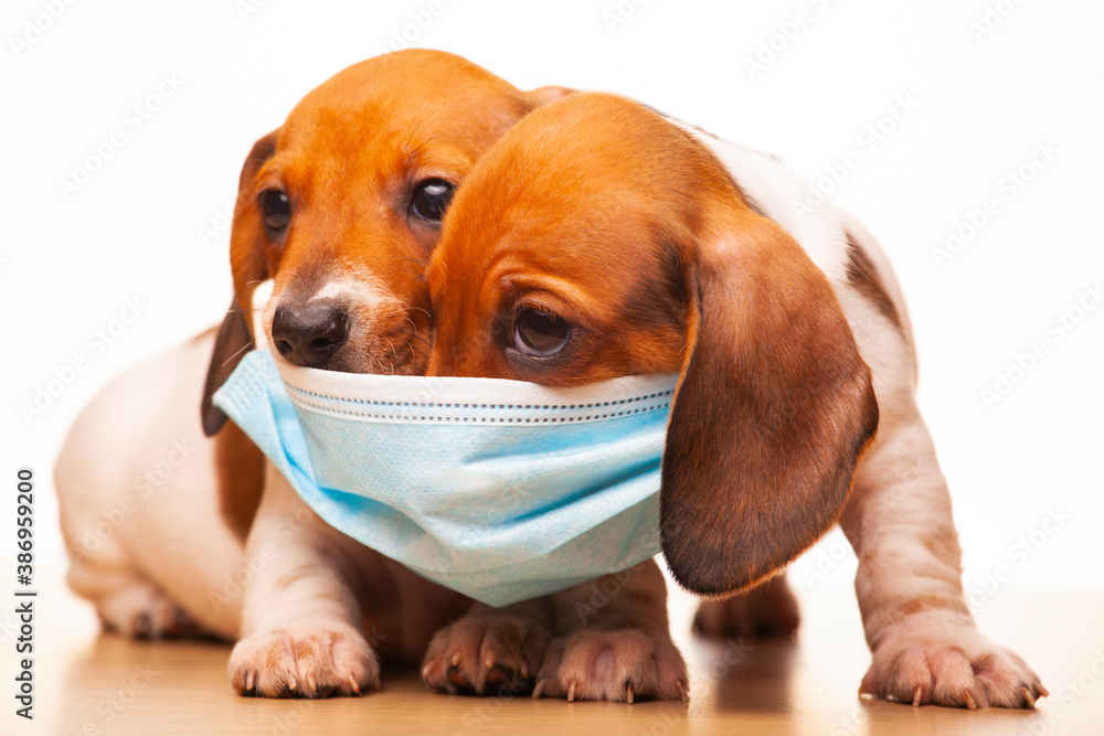 image of dog mask white background Stock Photo | Adobe Stock