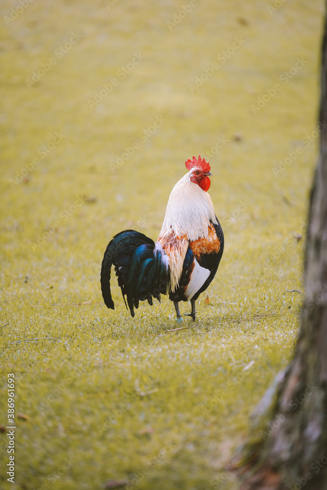 Feral Chickens, Kokee State Park Campground, Kauai, Hawaii Stock Photo ...