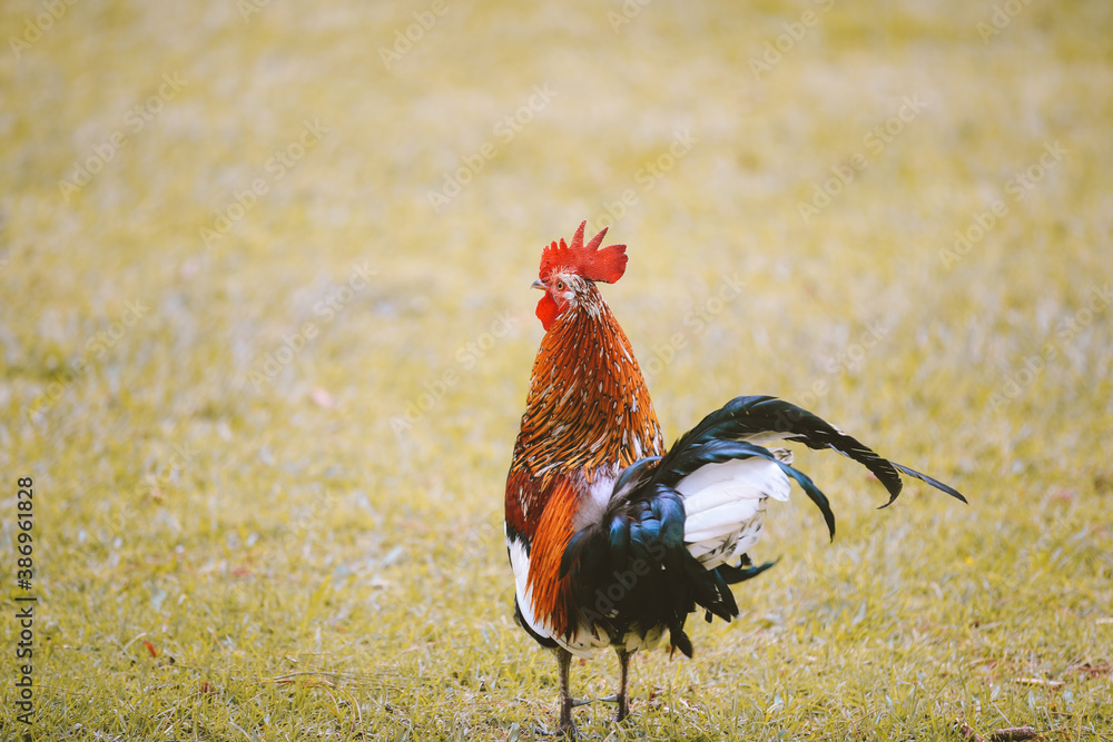 Feral Chickens, Kokee State Park Campground, Kauai, Hawaii Stock Photo ...
