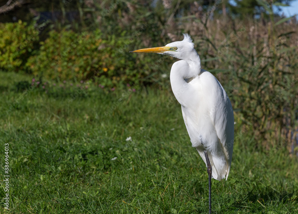 Ardea alba, also known as the common egret, large egret or great white ...