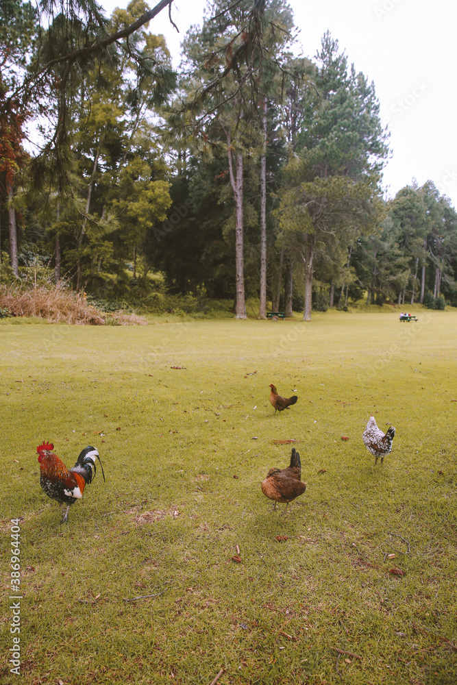 Feral Chickens, Kokee State Park Campground, Kauai, Hawaii Stock Photo ...