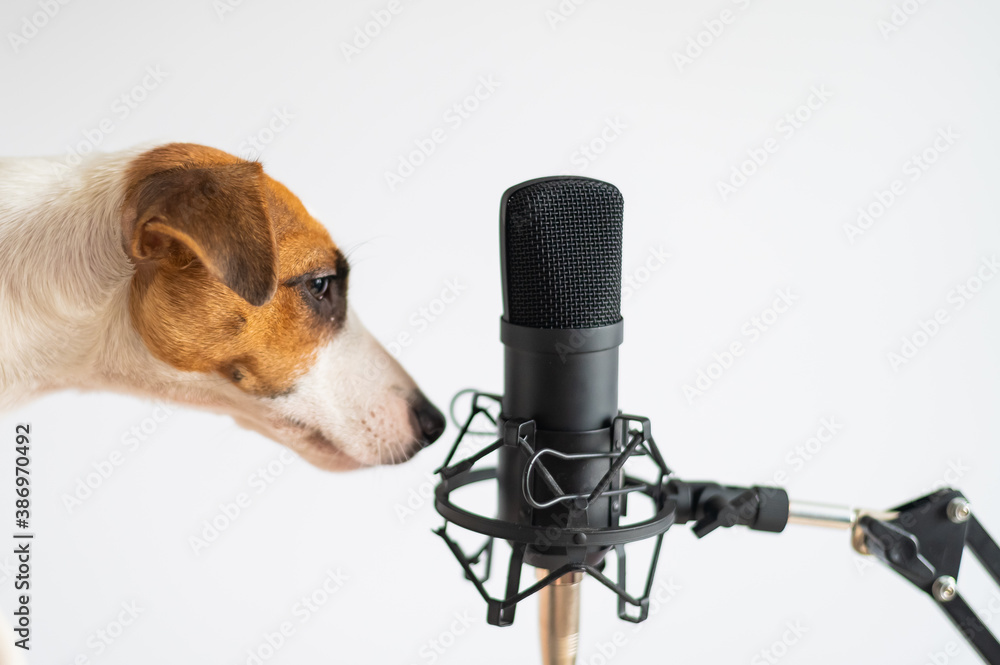 Jack Russell Terrier and professional microphone on a white background ...