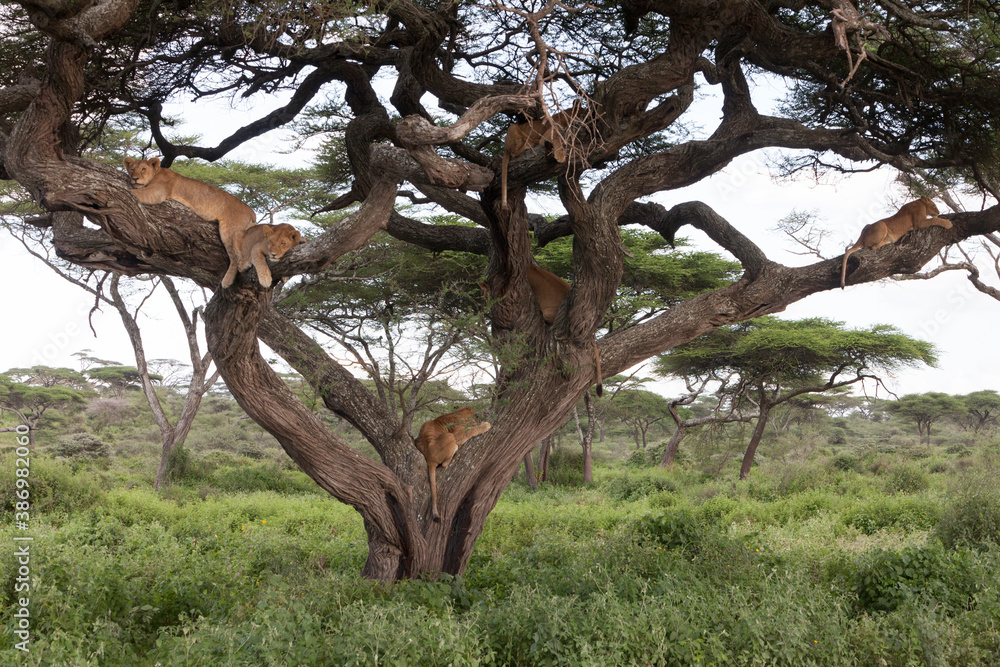 Siesta time for pride of african lions on tree branch Stock Photo ...