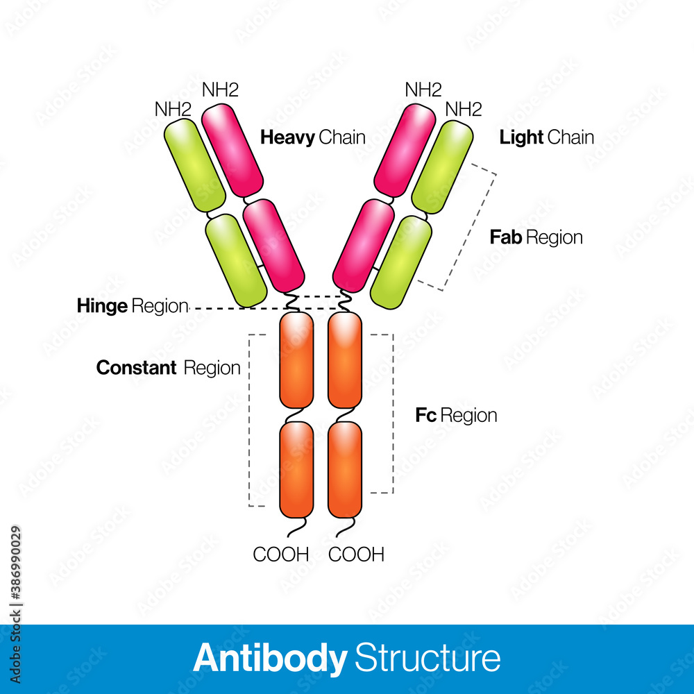 Structure of Human antibody or immunoglobulin Stock Vector | Adobe Stock