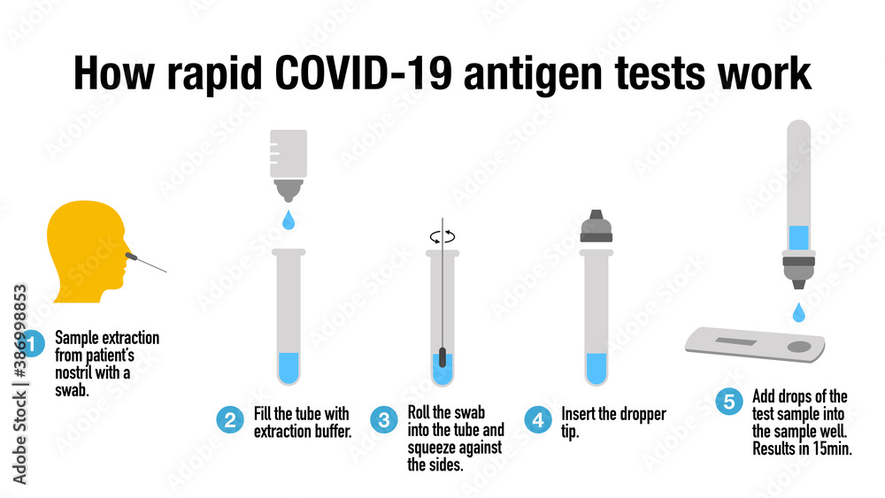 How rapid COVID-19 antigen tests work Stock Illustration | Adobe Stock
