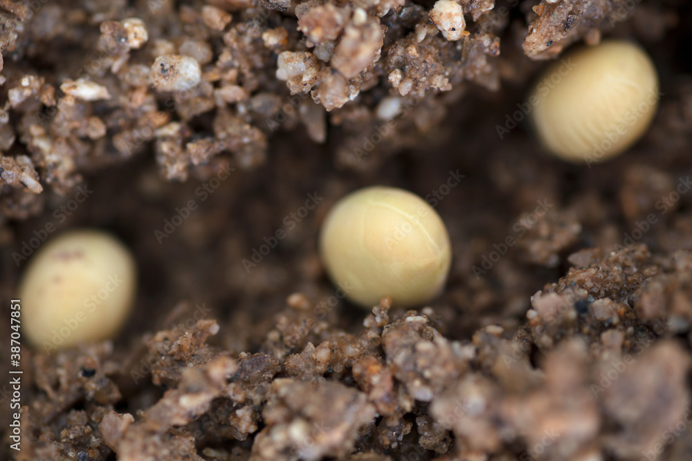 Soybean seeds sown in the soil in spring Stock Photo | Adobe Stock
