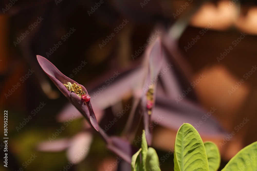 hermosa planta morada con increiblemente hermosas flores diminutas ...