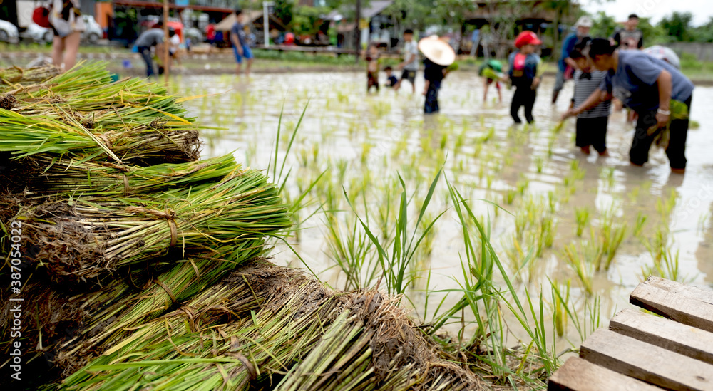 Rice seedlings with a blur of the muddy Asian children enjoys planting ...