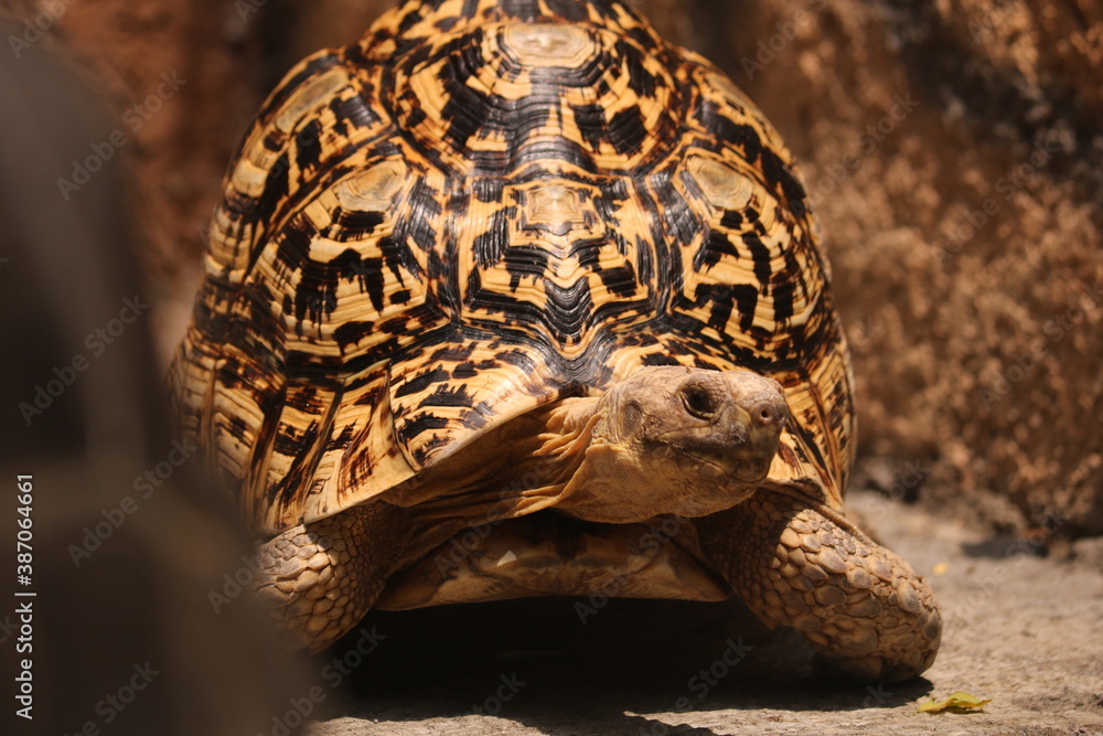 Turtles are reptiles of the order Testudines characterized by a special ...