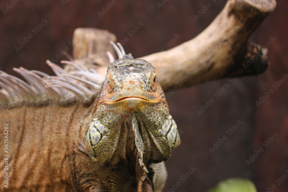 Reptiles are tetrapod animals in the class Reptilia, comprising today's ...