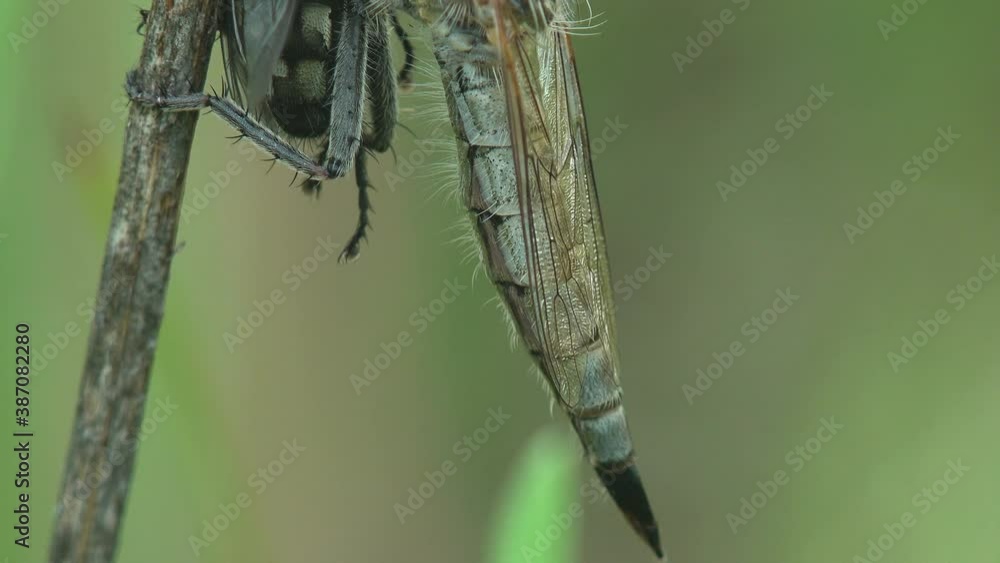 Asilidae, Assassin Flies. Hairy robber fly with common fly in its mouth ...
