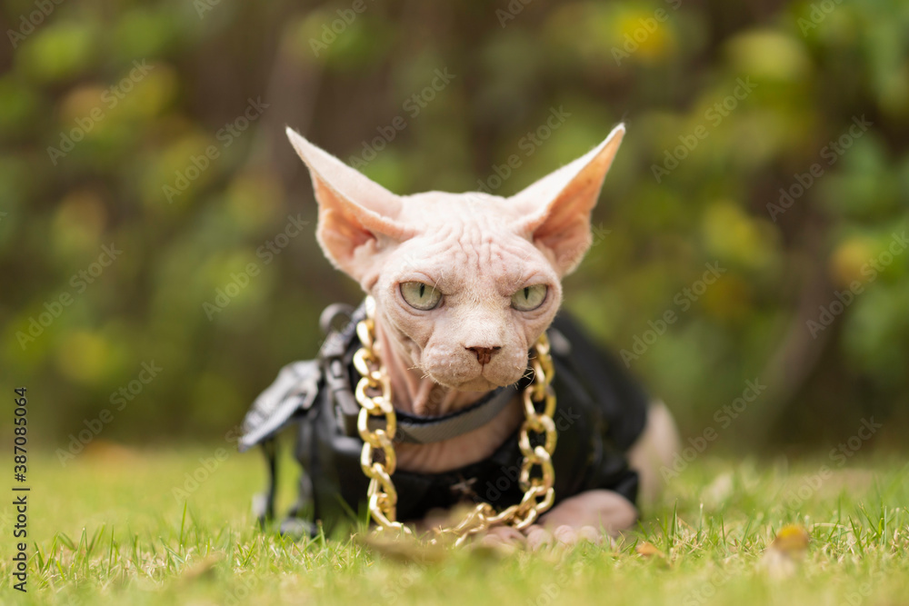 Angry Sphinx hairless cat in a black leather jacket and a gold necklace ...