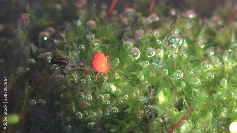 Hydrachna is genus of mites in family Hydrachnidae, sole genus of ...