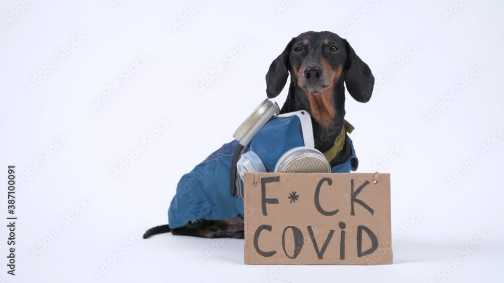 Dachshund dog in hazmat suit with safety respiratory mask to protect ...