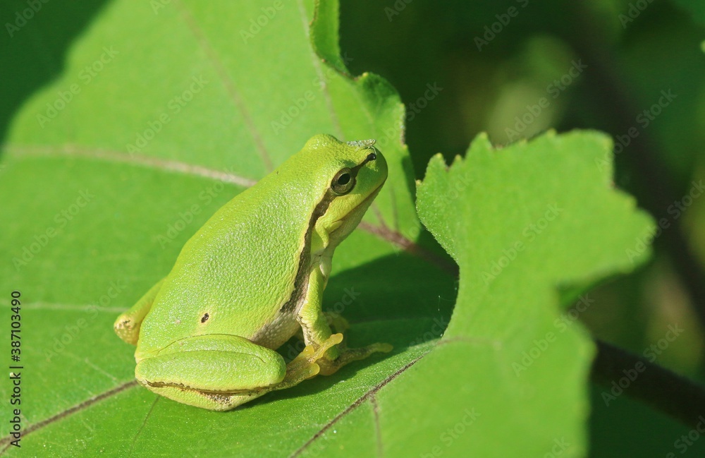 Rana arborícola europea (Hyla arborea) sobre una hoja verde. Rana con ...