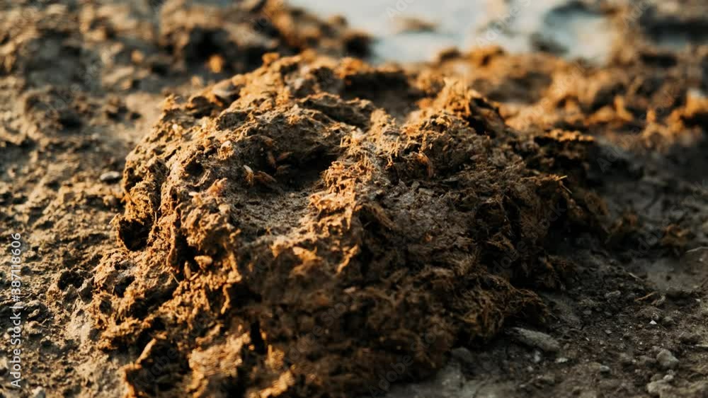 Flies crawling on fresh cow manure. The cow shit, in the road. The ...