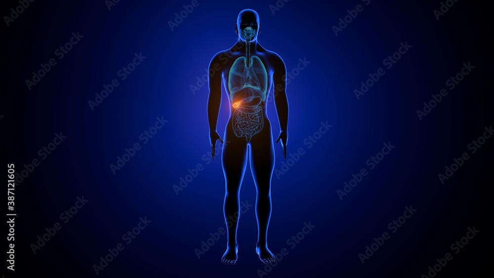 3d illustration of human internal organ gallbladder anatomy Stock ...