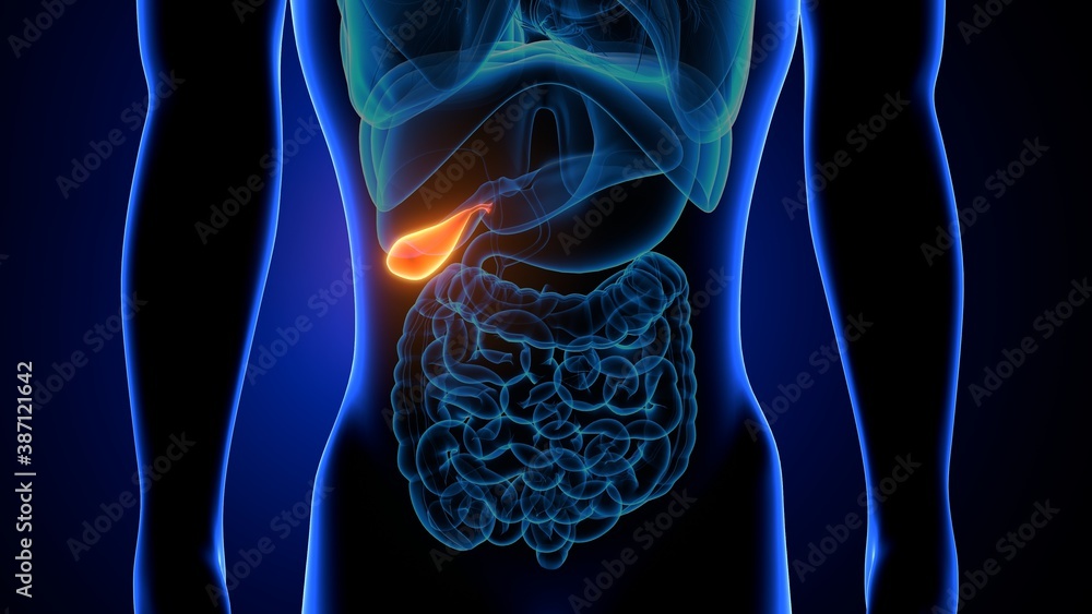 3d illustration of human internal organ gallbladder anatomy Stock ...