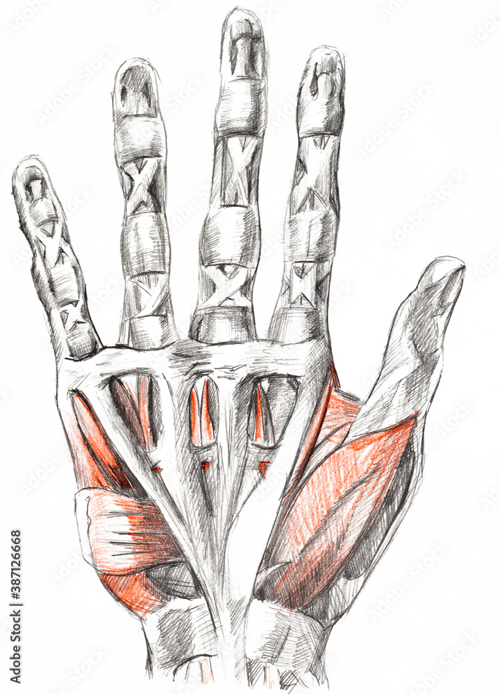 hand's muscles painting with pencils. Art of human muscles. Red and ...