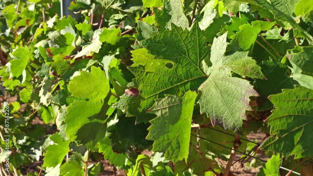 Vídeo do Stock: Close-up of grape leaves swaying in the wind. Bunches ...
