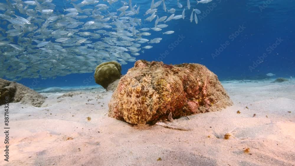 Octopus in shallow water of coral reef in Caribbean Sea / Curacao with ...