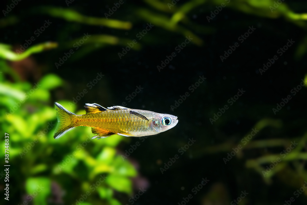Pacific Blue Eye Signifer Rainbowfish (Pseudomugil signifer) swimming ...