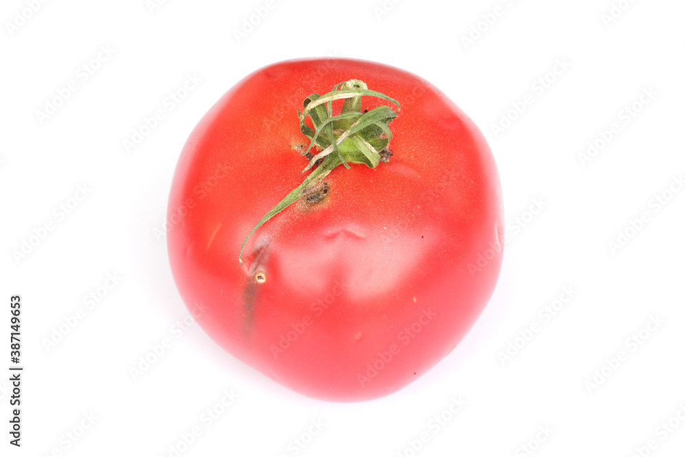 Tomato damaged by caterpillars of tomato leafminer also called tomato ...