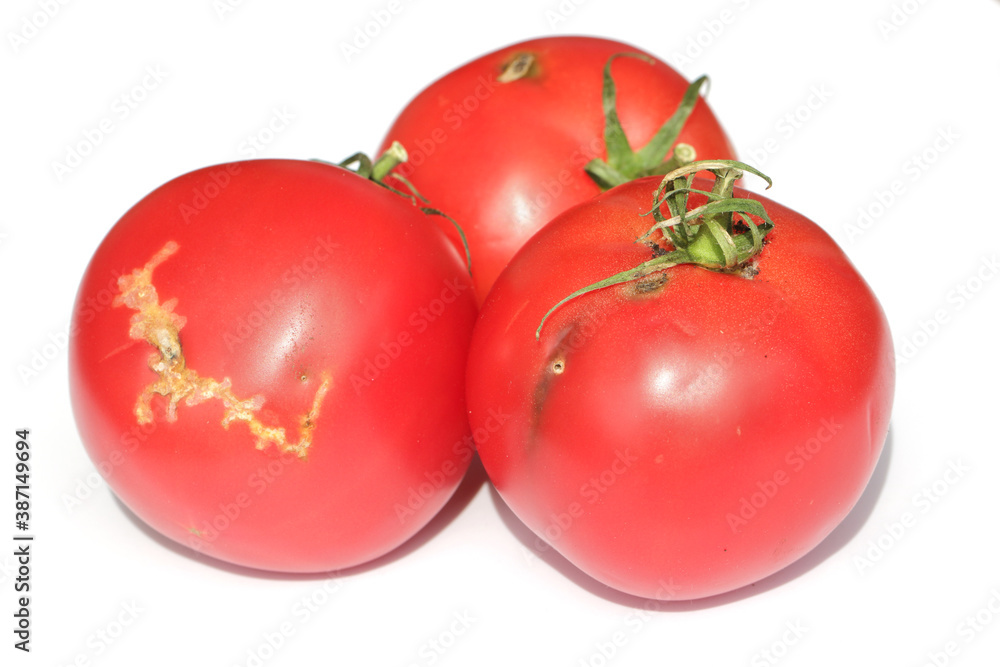 Tomatoes damaged by caterpillars of tomato leafminer also called tomato ...