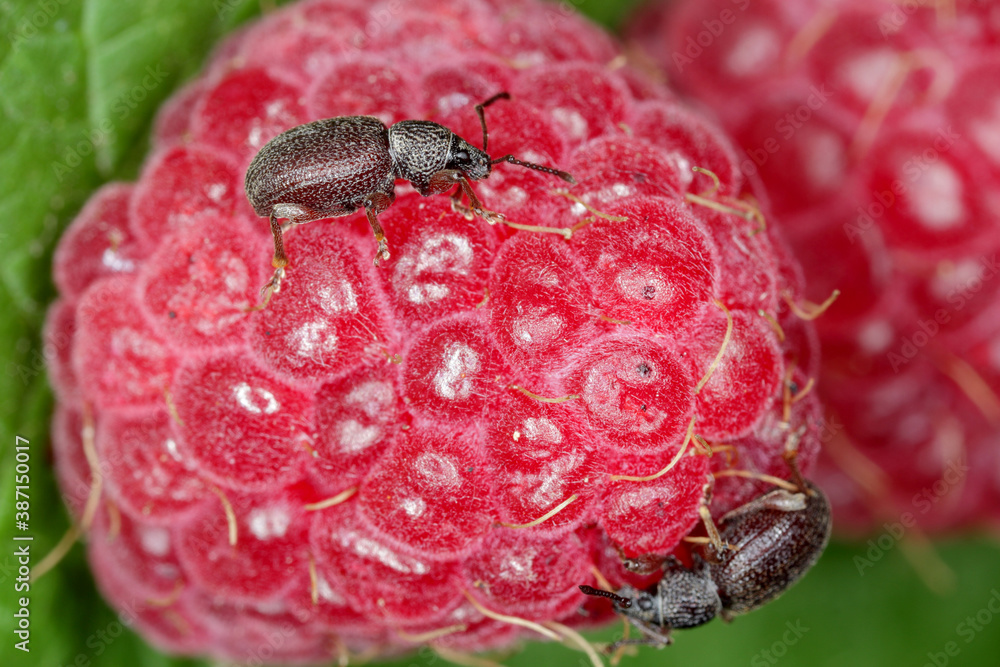 Foto de Strawberry root weevil - Otiorhynchus ovatus (latin name) in ...