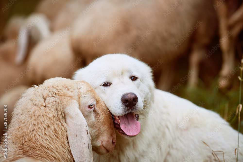 pastore maremmano abruzzese con pecora Stock Photo | Adobe Stock