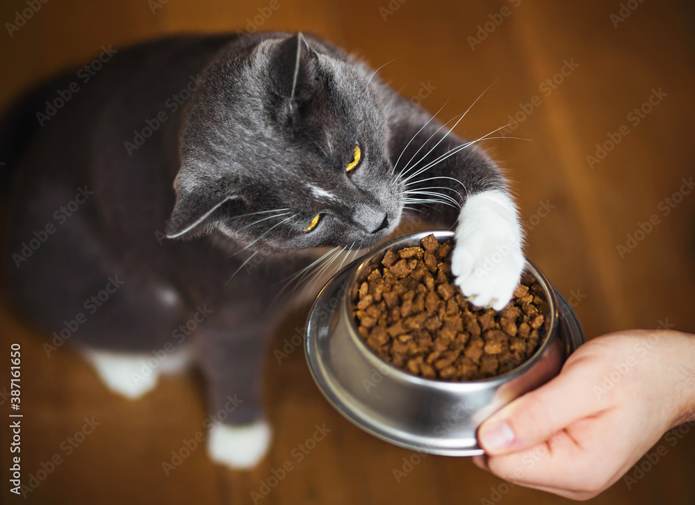 The man gives the cat a bowl full of delicious food, and the gray house ...